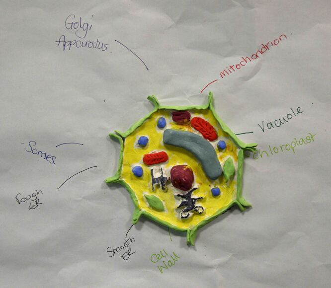 Cell models - Cell models - News - St Augustine Academy